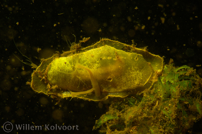 De Onderwaterfotografie van Willem Kolvoort - Foto's Nederland