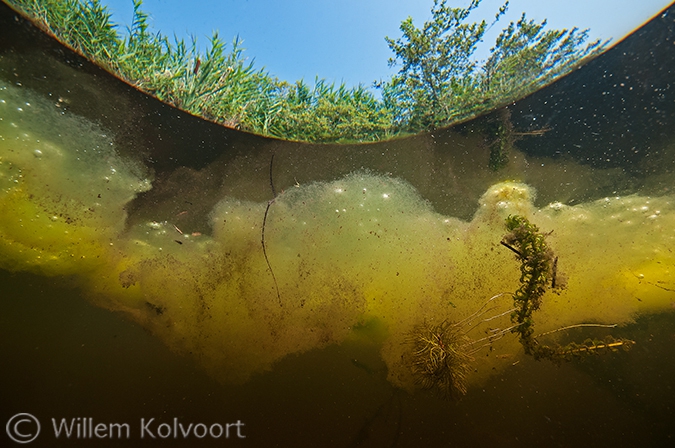 De Onderwaterfotografie van Willem Kolvoort - Foto's Nederland