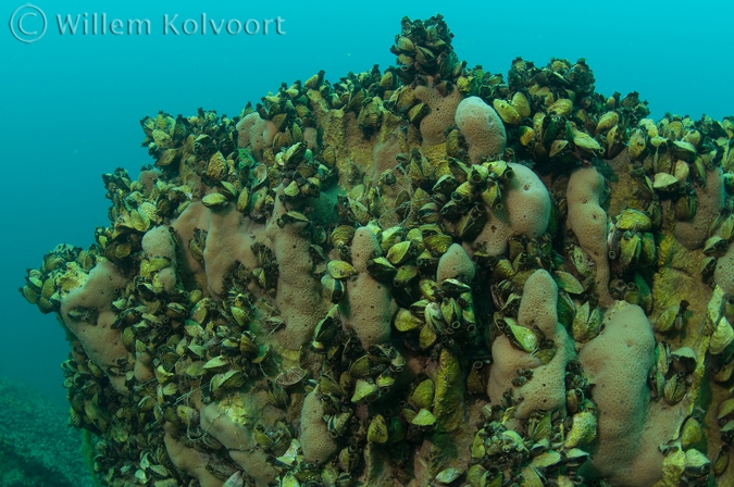 De Onderwaterfotografie van Willem Kolvoort - Foto's Buitenland